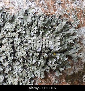 (Physconia distorta) Fungi Stock Photo - Alamy