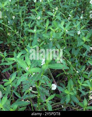Alligatorweed (Alternanthera philoxeroides) Plantae Stock Photo - Alamy
