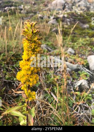 Hairy Goldenrod (Solidago hispida) Plantae Stock Photo - Alamy