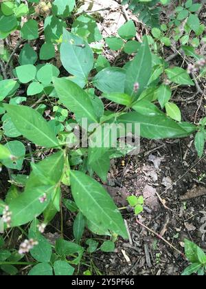 low smartweed (Persicaria longiseta) Plantae Stock Photo - Alamy