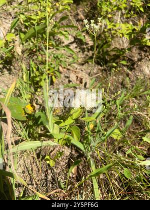 Shinyleaf Meadowsweet (Spiraea lucida) Plantae Stock Photo - Alamy