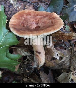 (Lactarius mutabilis) Fungi Stock Photo - Alamy