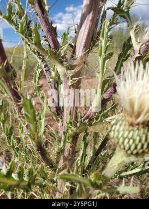 prairie thistle (Cirsium canescens Stock Photo - Alamy