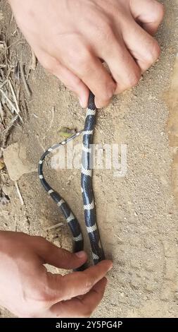 Black-banded Cat-eyed Snake (Leptodeira nigrofasciata) Reptilia Stock ...