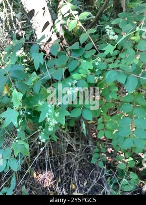 wild cucumber (Echinocystis lobata), Plantae, Devil's Lake State Park ...