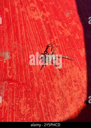 Grey Cross Spider (Larinioides sclopetarius) Arachnida Stock Photo - Alamy