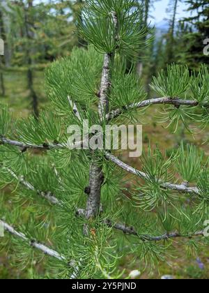 subalpine larch (Larix lyallii), Plantae, East Kootenay, BC, Canada ...