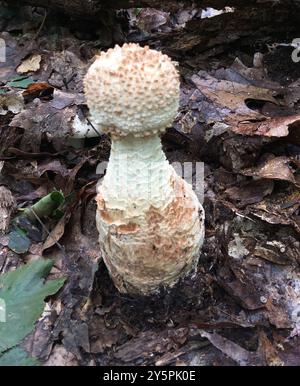 American Club-Footed Lepidella (Amanita rhopalopus) Fungi Stock Photo ...