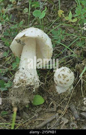 Golden Threads Lepidella (Amanita canescens) Fungi Stock Photo - Alamy