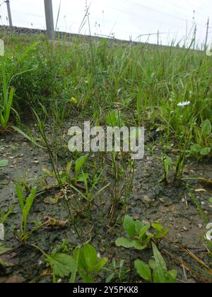 Canada bluegrass (Poa compressa) Plantae Stock Photo - Alamy