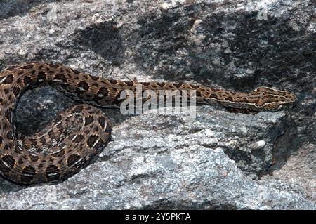 Berg Adder (Bitis atropos) Reptilia Stock Photo - Alamy