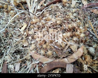 creeping chaffweed (Alternanthera pungens) Plantae Stock Photo - Alamy