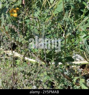 Sedge Darner (Aeshna juncea) Insecta Stock Photo - Alamy