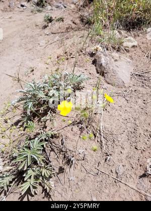 slender cinquefoil (Potentilla gracilis) Plantae Stock Photo - Alamy