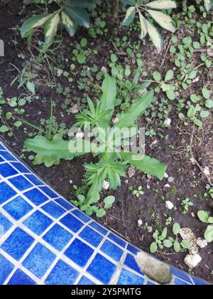 Mexican Culantro (Eryngium foetidum) Plantae Stock Photo - Alamy