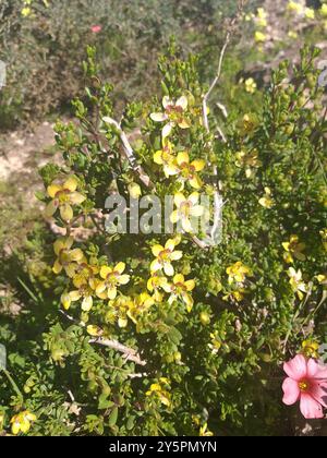Twinleaves (Roepera) Plantae Stock Photo - Alamy