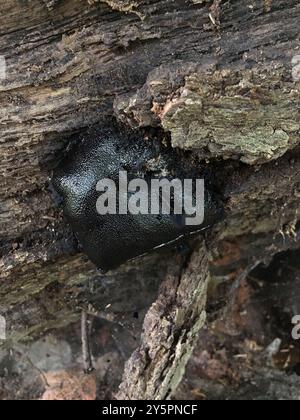 Dog's nose fungus (Camarops petersii) Fungi Stock Photo - Alamy
