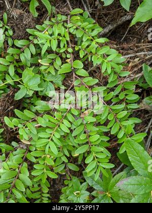 Oregon Boxwood (Paxistima myrsinites) Plantae Stock Photo - Alamy