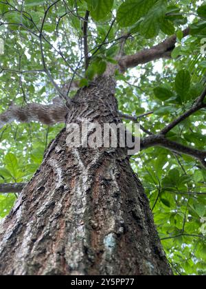Terminalia muelleri Terminalia muelleri Stock Photo - Alamy