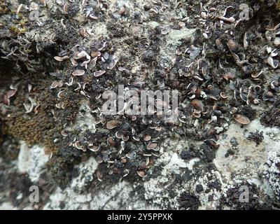 Fishscale Lichens (Psora) Fungi Stock Photo - Alamy