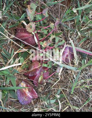 Sackflower (Holubia saccata Stock Photo - Alamy