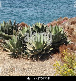 Shaw's Agave (Agave shawii) Plantae Stock Photo - Alamy