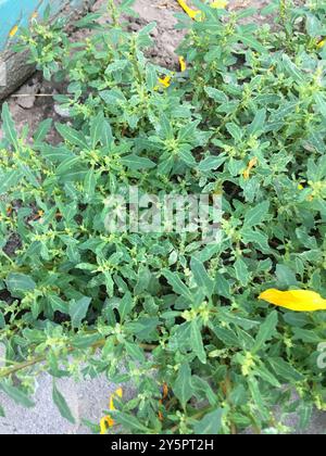 oak-leaved goosefoot (Oxybasis glauca) Plantae Stock Photo - Alamy