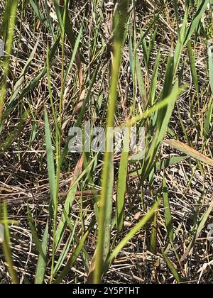 peninsular pineland rayless goldenrod (Bigelowia nudata australis Stock ...