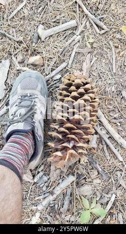 sugar pine (Pinus lambertiana) Plantae Stock Photo - Alamy