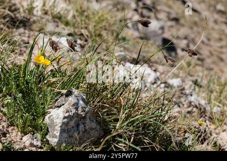 Copper-scale Sedge (Carex chalciolepis) Plantae Stock Photo - Alamy