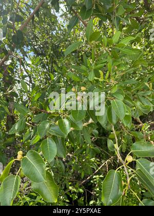Shortleaf Fig (Ficus citrifolia), Plantae, Key Largo, Key Largo, FL, US ...
