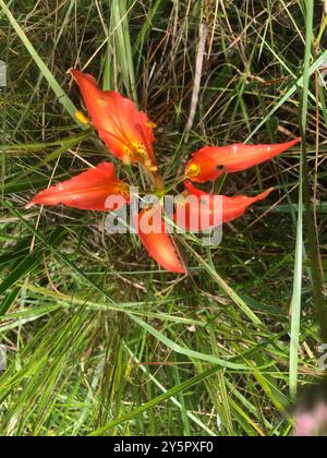 Pine lily (Lilium catesbaei), Plantae, Volusia County, US-FL, US Stock ...