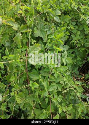 European dewberry (Rubus caesius) Plantae Stock Photo - Alamy