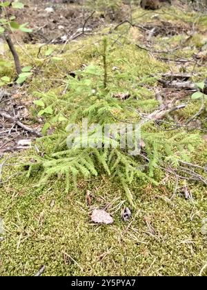 Siberian spruce (Picea obovata), Plantae, Октябрьский, Иркутская обл ...