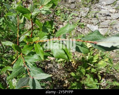 bebb's willow (Salix bebbiana) Plantae Stock Photo - Alamy