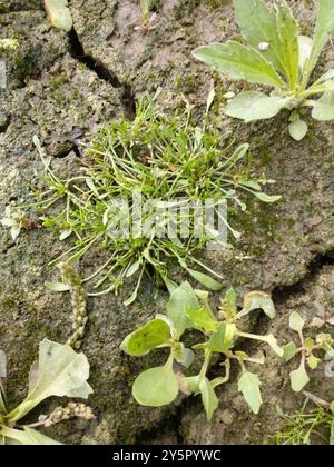 water mudwort (Limosella aquatica Stock Photo - Alamy
