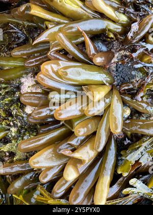 Sea Sacks (Halosaccion glandiforme), Plantae, Fitzgerald Marine Reserve ...