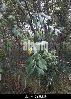 Rusty Willow (Salix atrocinerea) Plantae Stock Photo - Alamy