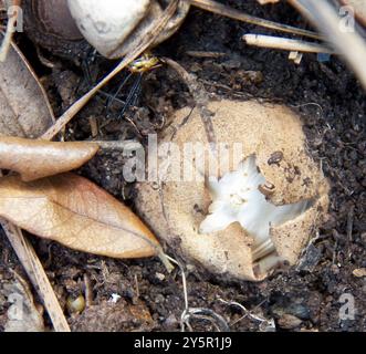 rounded earthstar (Geastrum saccatum) Fungi Stock Photo - Alamy