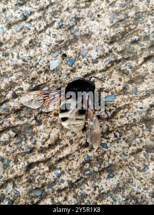 Apine Bees (Apinae) Insecta Stock Photo - Alamy