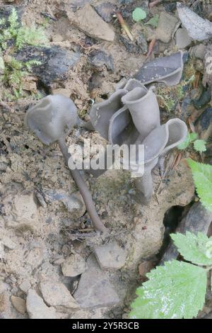 (Helvella atra) Fungi Stock Photo - Alamy