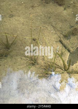 quillworts (Isoetes) Plantae Stock Photo - Alamy