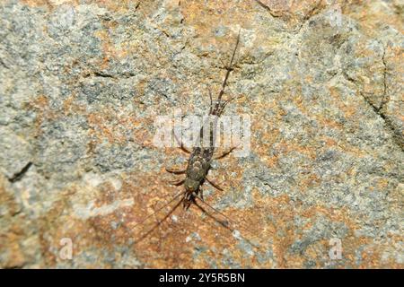 western sea bristletail (Petrobius brevistylis) Insecta Stock Photo - Alamy