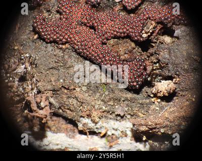 Wasp's Nest Slime Mold (Metatrichia vesparia) Protozoa Stock Photo - Alamy