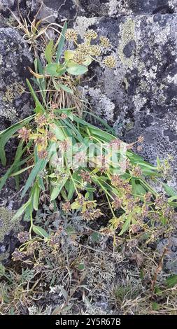 American Thorowax (Bupleurum americanum), Plantae, Fergus County, MT ...
