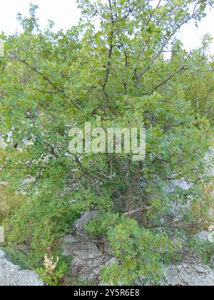 Montpellier Maple (Acer monspessulanum) Plantae Stock Photo - Alamy