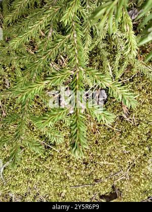 Siberian spruce (Picea obovata), Plantae, Иркутская обл., Россия ...