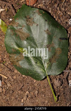 Small Alder Midget (Phyllonorycter stettinensis) Insecta Stock Photo ...