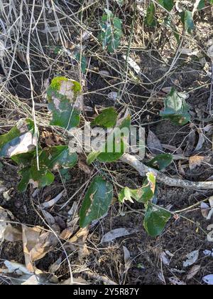 Austral Sarsaparilla (Smilax australis) Plantae Stock Photo - Alamy