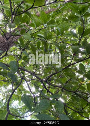 Terminalia muelleri Terminalia muelleri Stock Photo - Alamy